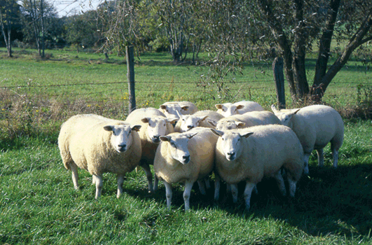 Panneau de ferme : identifiez votre exploitation ! - PUB UP Panneau de ferme : identifiez votre exploitation ! - PUB UP