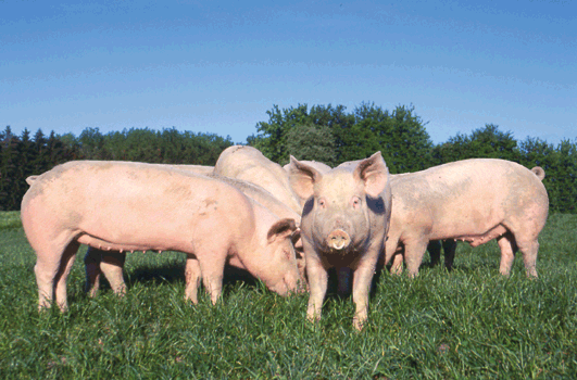 Panneau de ferme : identifiez votre exploitation ! - PUB UP Panneau de ferme : identifiez votre exploitation ! - PUB UP